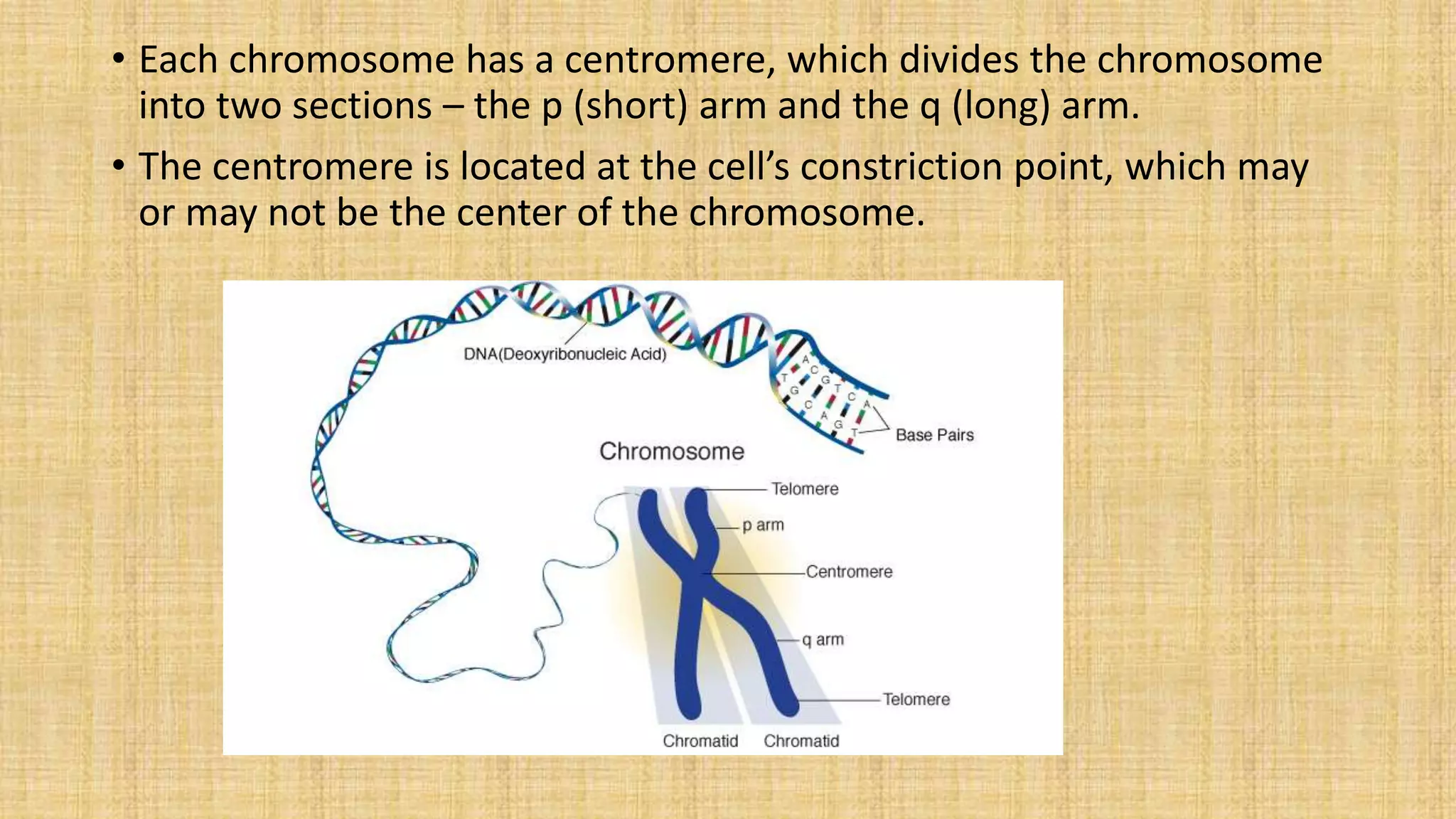 Trisomy in chromosomes and Down Syndrome | PPT
