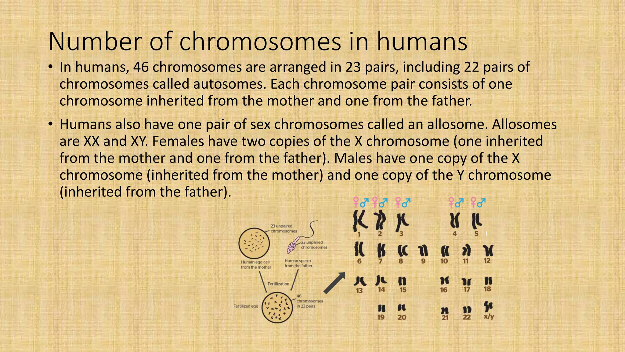 Trisomy in chromosomes and Down Syndrome | PPT