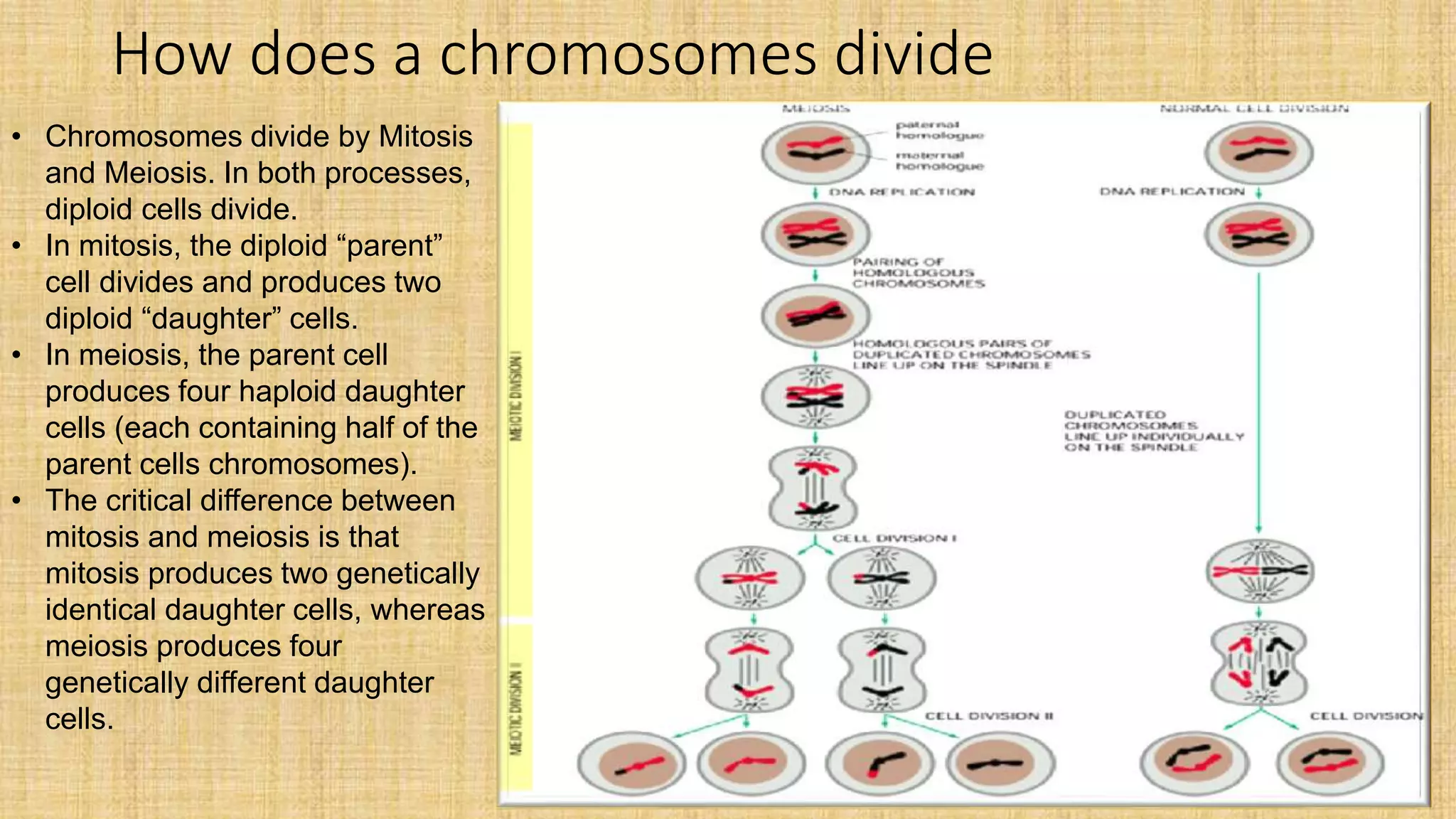 Trisomy in chromosomes and Down Syndrome | PPT