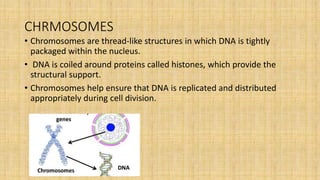 Trisomy in chromosomes and Down Syndrome | PPTX
