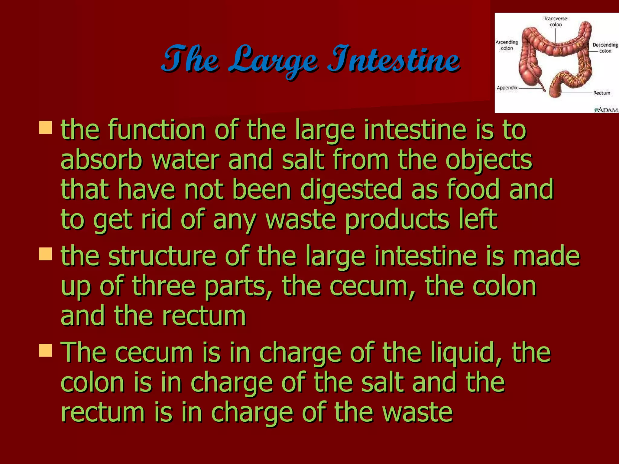 Tristan reaburn jones the digestive system slide show | PPT | Digestive ...