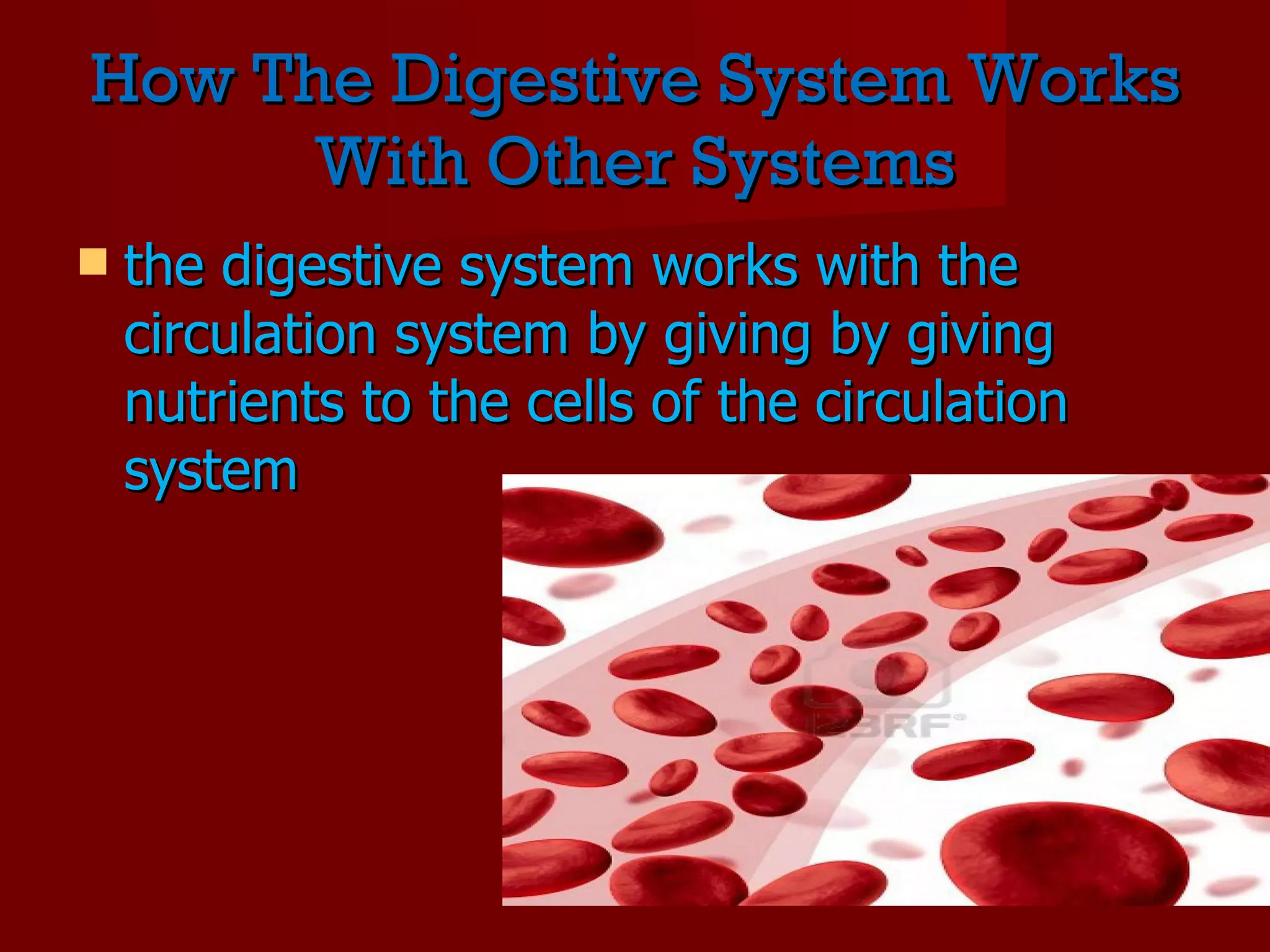 Tristan reaburn jones the digestive system slide show | PPT