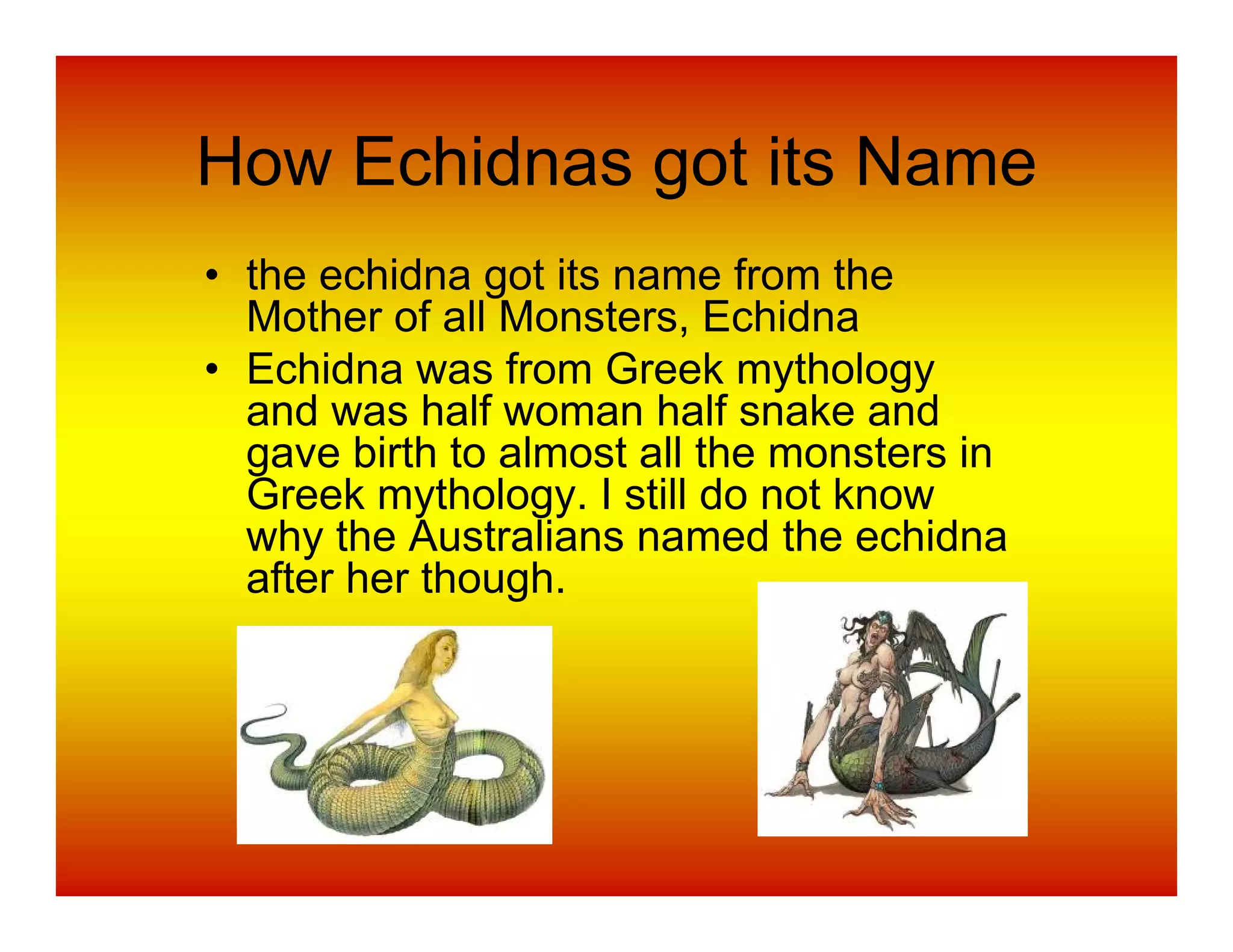 Tristan the echidna | PDF