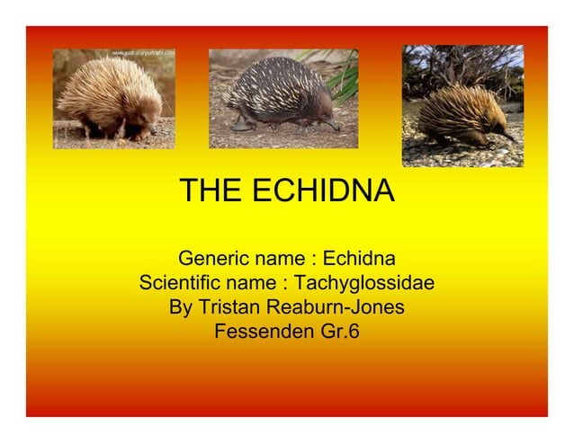 Tristan the echidna | PDF | Reptiles | Pets