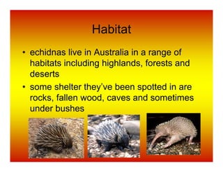 Tristan the echidna | PPT