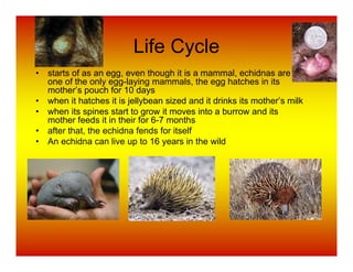 Tristan the echidna | PDF