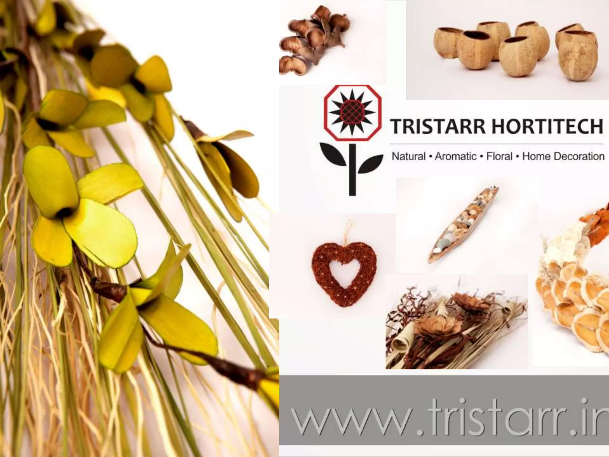 Tristarr Hortitech- factory presentation.pptx