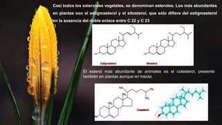 TRITERPENOS Y TETRATERPENOS.pptx