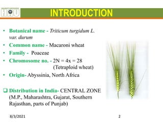 Breeding of Triticum durum | PPT