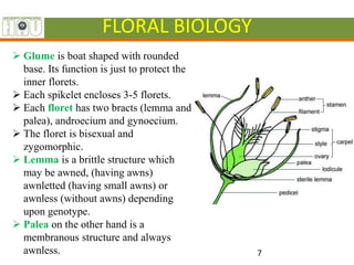 Breeding of Triticum durum | PPT | Agriculture | Industries
