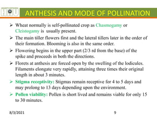 Breeding of Triticum durum | PPT | Agriculture | Industries