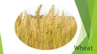 Wheat ppt | PPTX