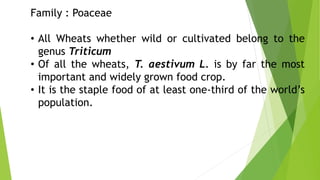 Wheat ppt | PPTX
