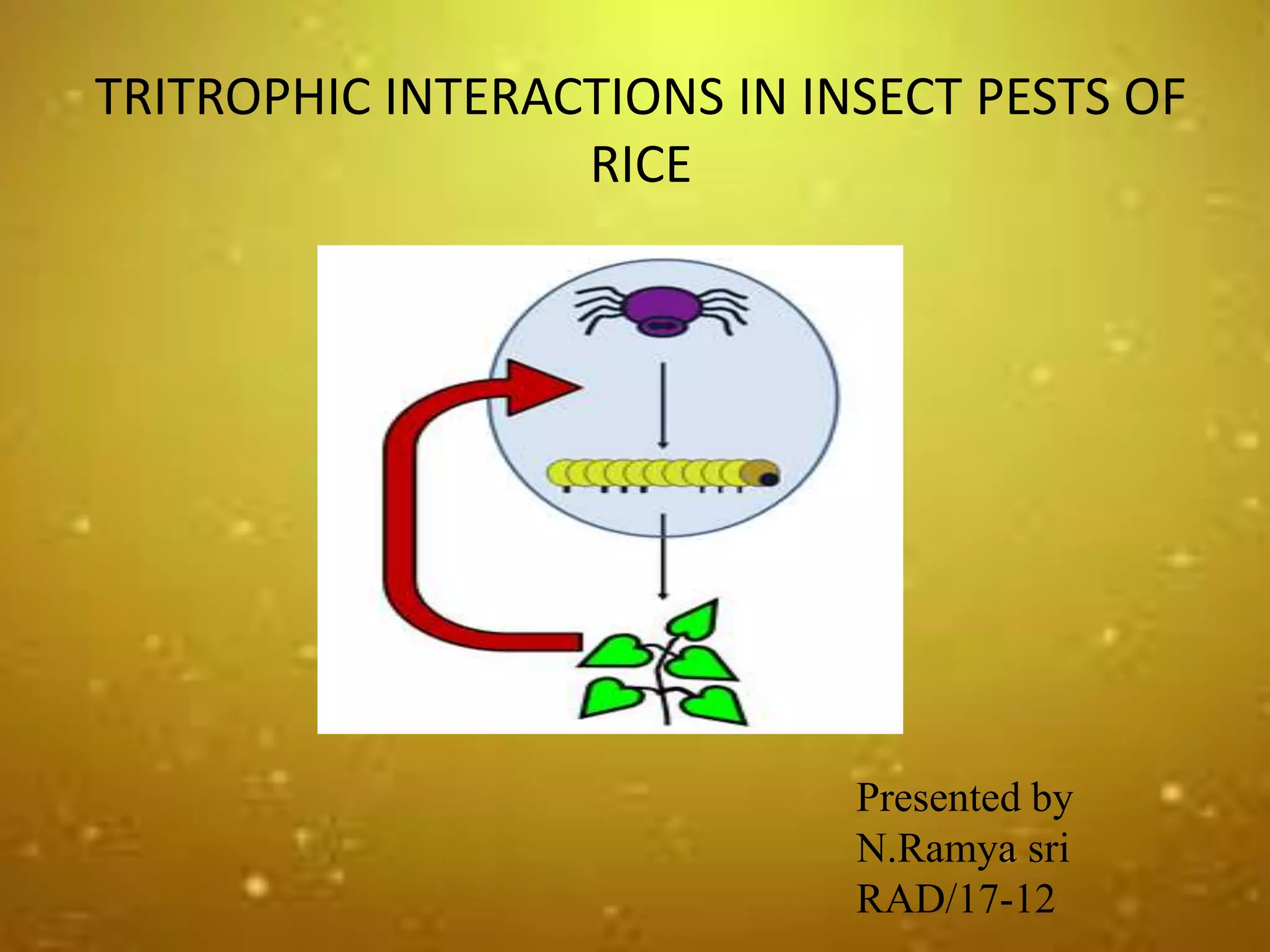 TRITROPHIC INTERACTIONS IN INSECT PESTS OF RICE | PPTX