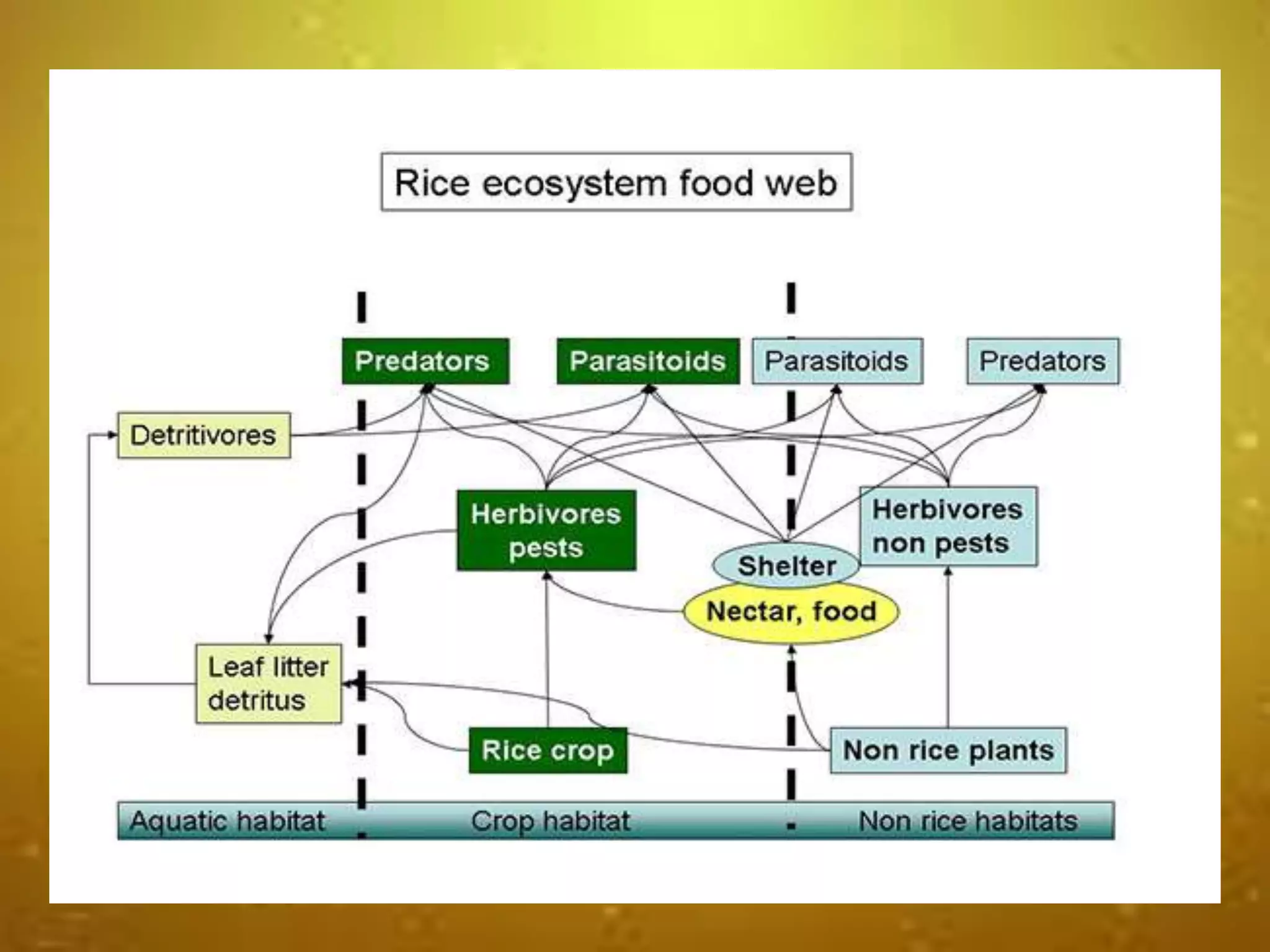 TRITROPHIC INTERACTIONS IN INSECT PESTS OF RICE | PPTX