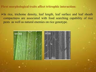 TRITROPHIC INTERACTIONS IN INSECT PESTS OF RICE | PPTX