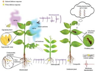 TRITROPHIC INTERACTIONS IN INSECT PESTS OF RICE | PPTX