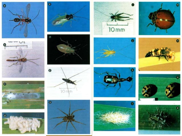 TRITROPHIC INTERACTIONS IN INSECT PESTS OF RICE | PPTX | Gardening ...