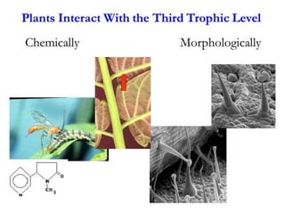 TRITROPHIC INTERACTIONS IN INSECT PESTS OF RICE | PPTX