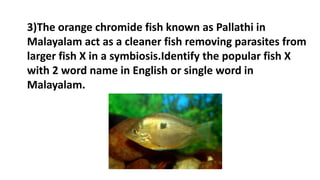 Trivia + Dental Quiz | PPT