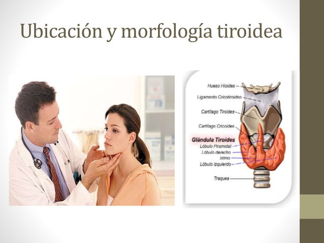 Triyodotironina (t3) y tiroxina (t4 | PPT