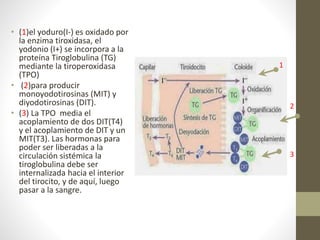 Triyodotironina (t3) y tiroxina (t4 | PPTX