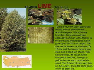 T rk yede_yet__en_a_a_lar | PPT