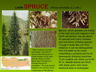 T rk yede_yet__en_a_a_lar | PPT