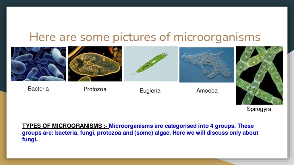 Presentation on microorganisms: friends or foes.pptx