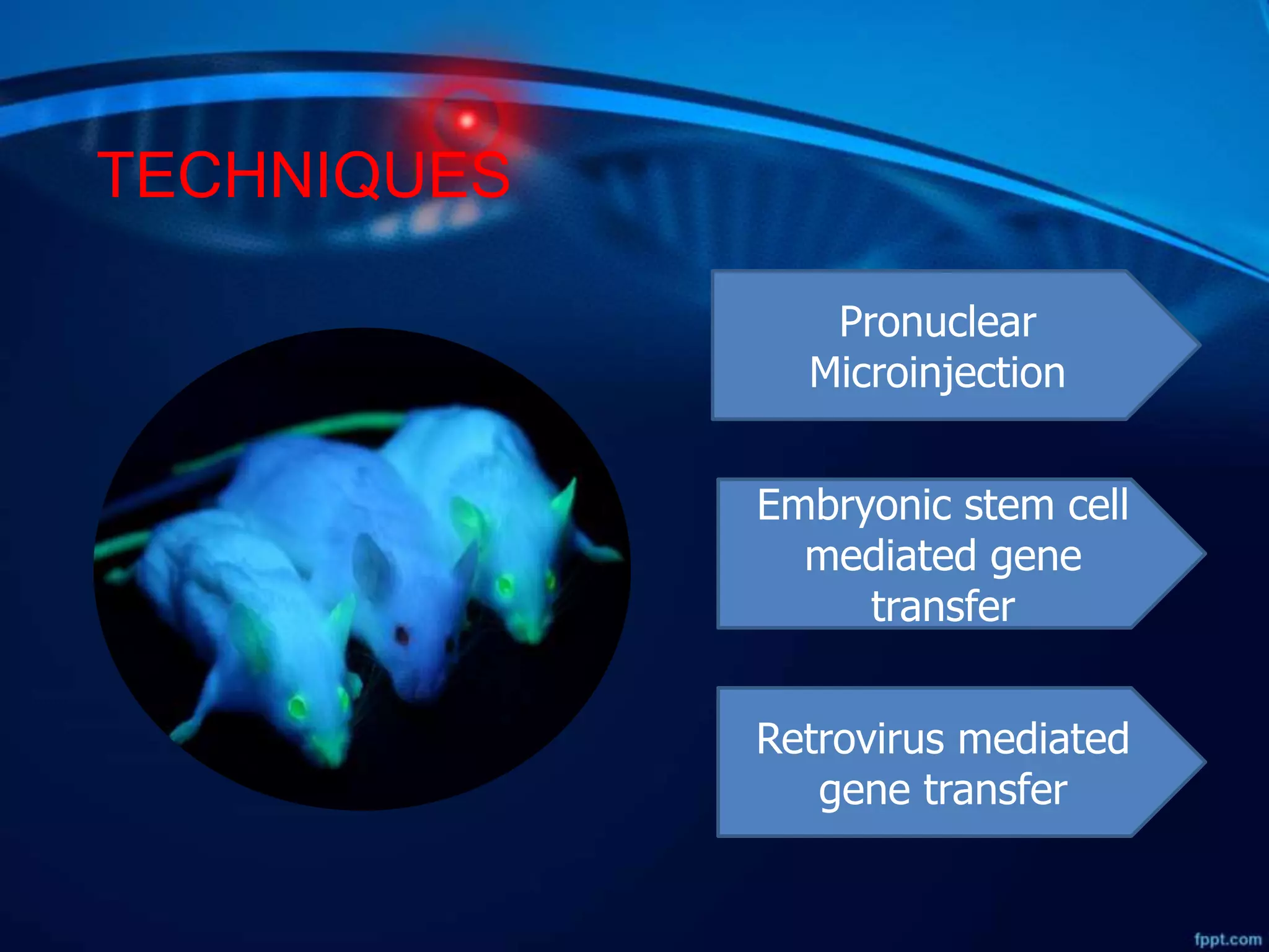 TRANSGENIC MICE | PPTX