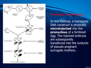 TRANSGENIC MICE | PPTX