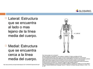 Términos anatómicos | PPT