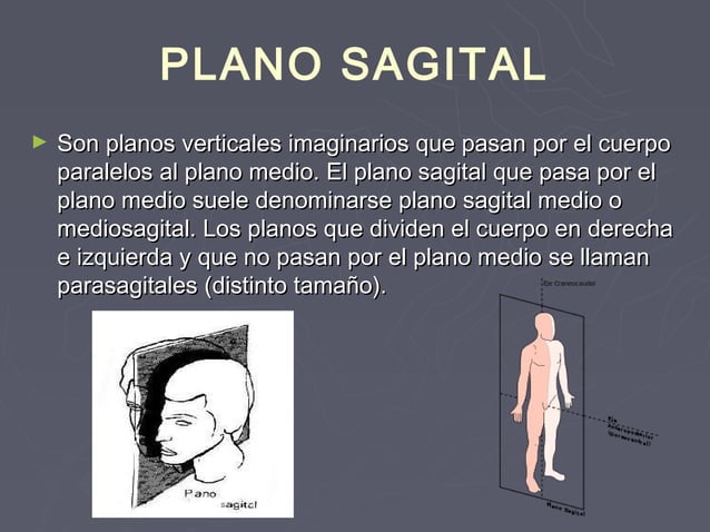 Términos anatómicos. (karen cruz, obel ramirez)