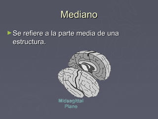 Términos anatómicos. (karen cruz, obel ramirez)