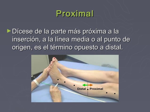 Términos anatómicos. (karen cruz, obel ramirez)