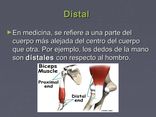 Términos anatómicos. (karen cruz, obel ramirez)