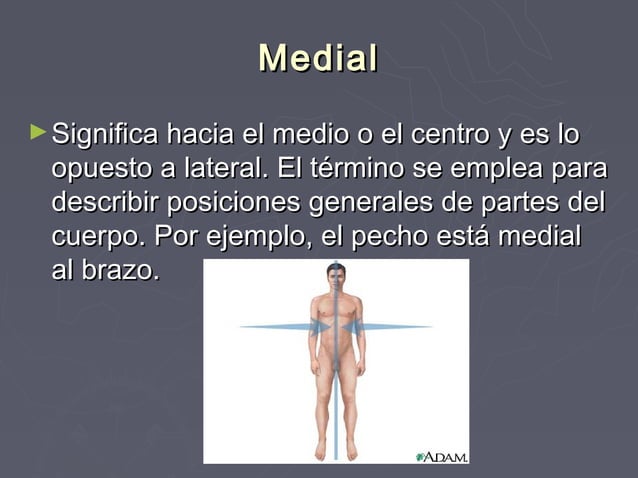 Términos anatómicos. (karen cruz, obel ramirez)