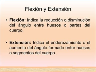 Ejemplo De Extension En Anatomia