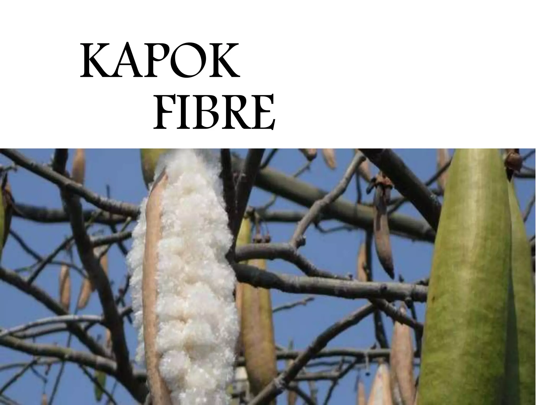kapok fibre | PPTX