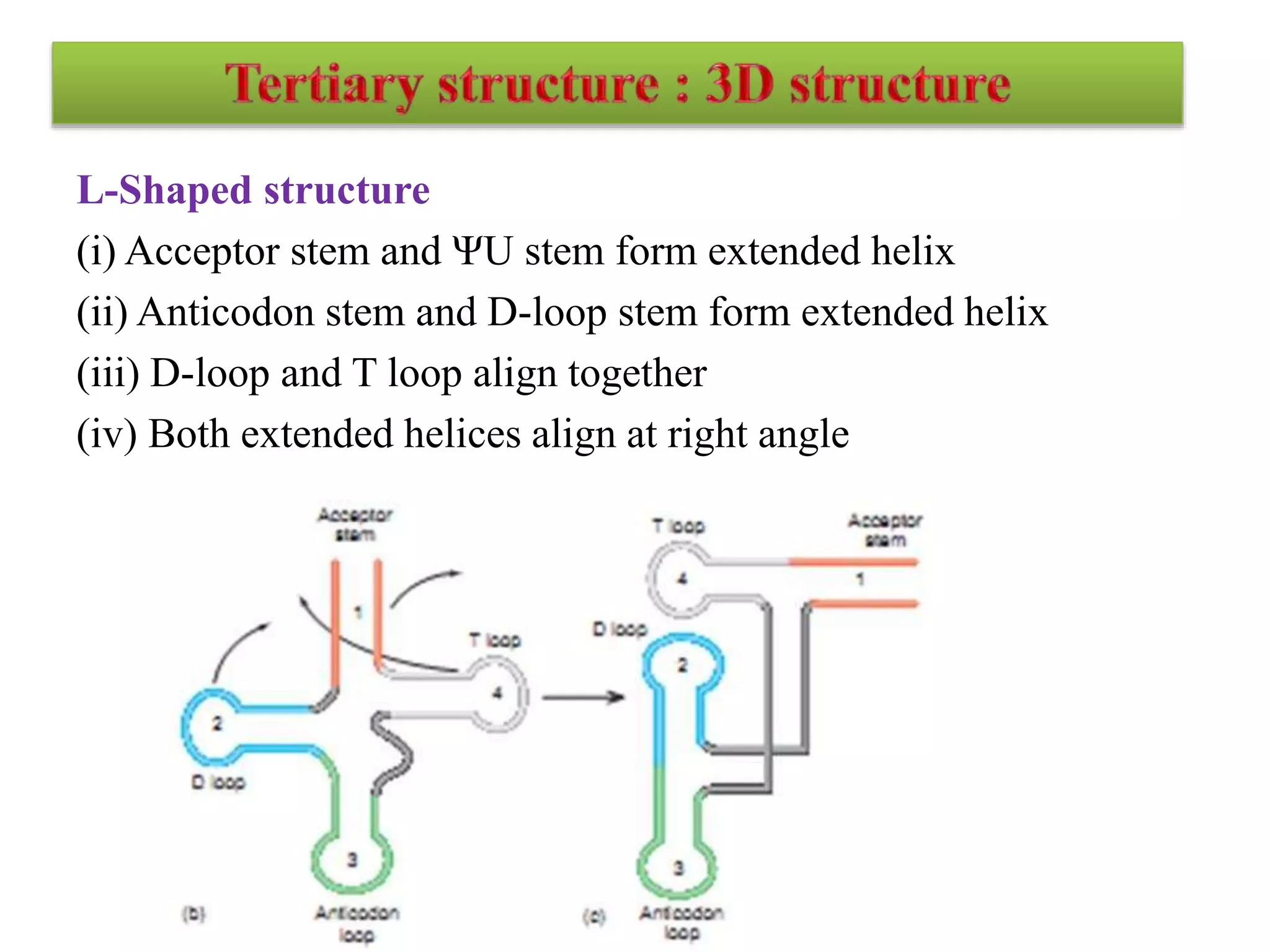 Trna Structure And Function Pptx Programming Languages Computing