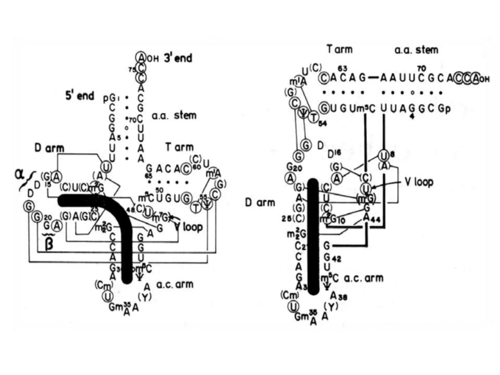 Trna Structure And Function Pptx Programming Languages Computing