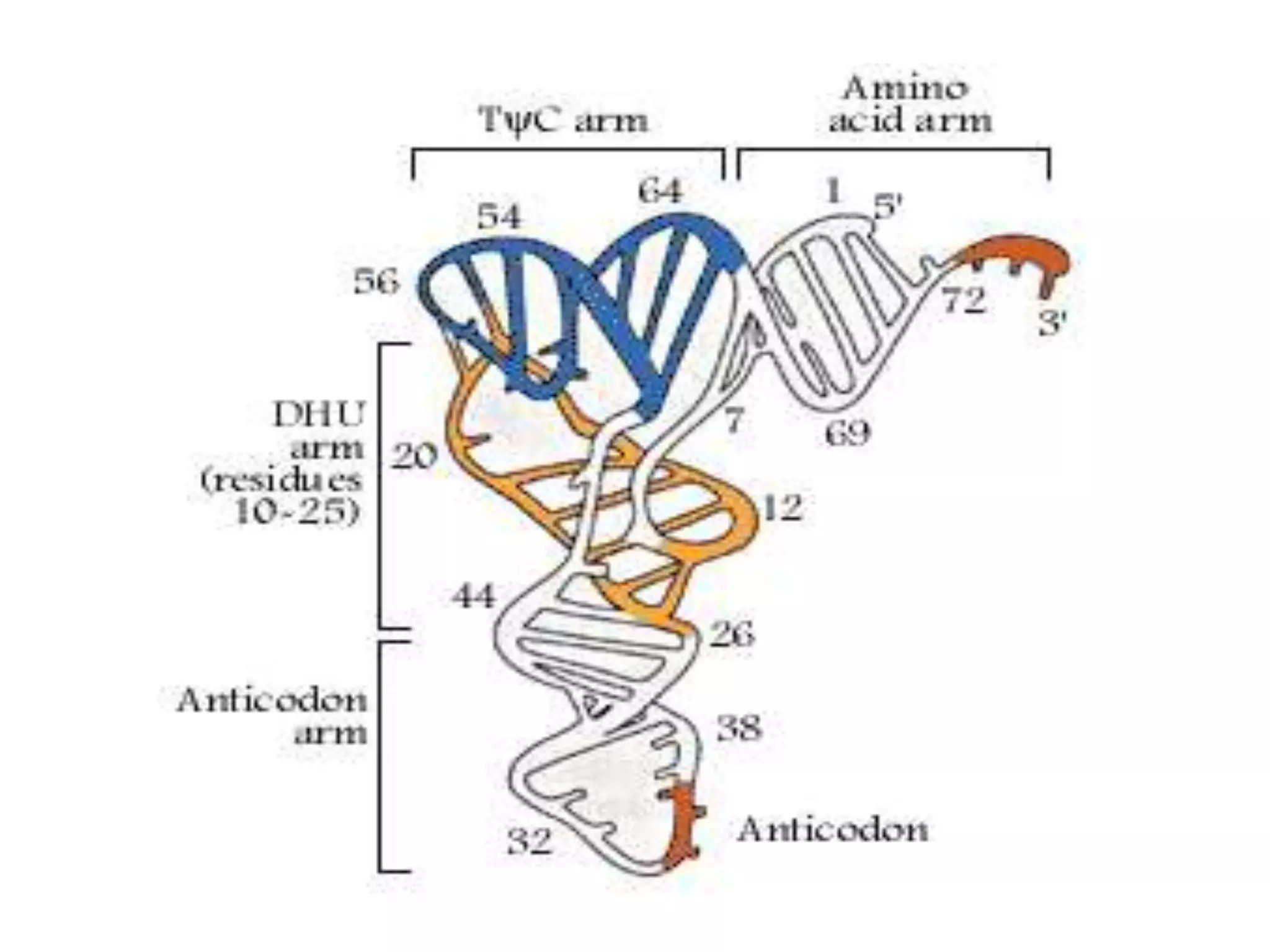 Trna Structure And Function Pptx Programming Languages Computing