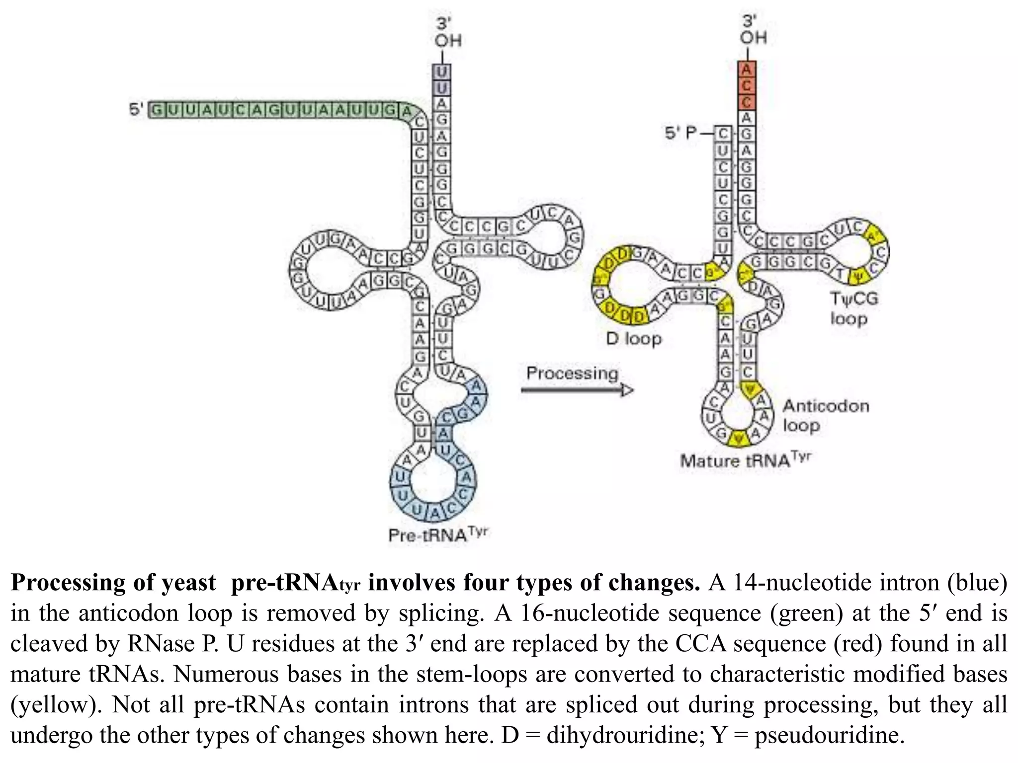 Trna Structure And Function Pptx Programming Languages Computing