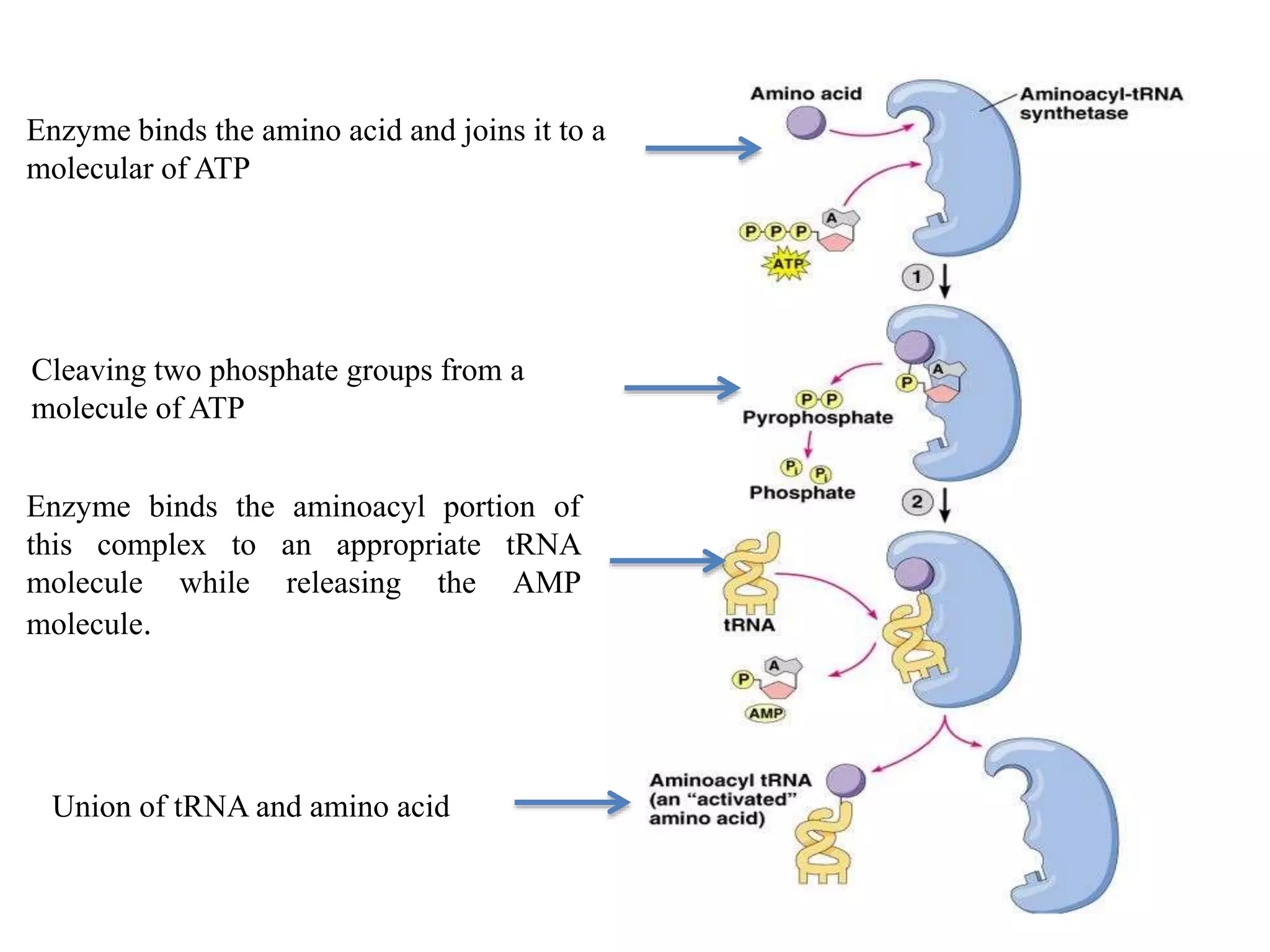 Trna Structure And Function Pptx Programming Languages Computing