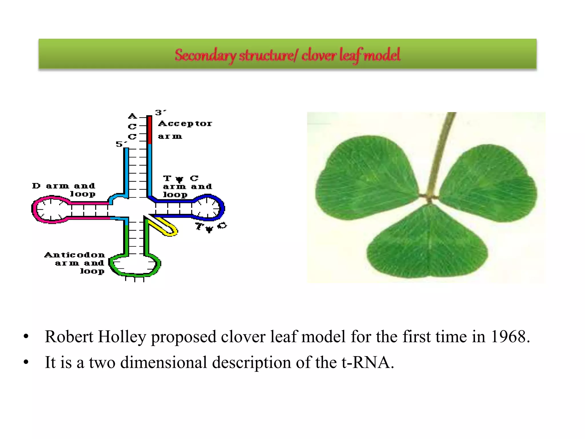 Trna Structure And Function Pptx Programming Languages Computing