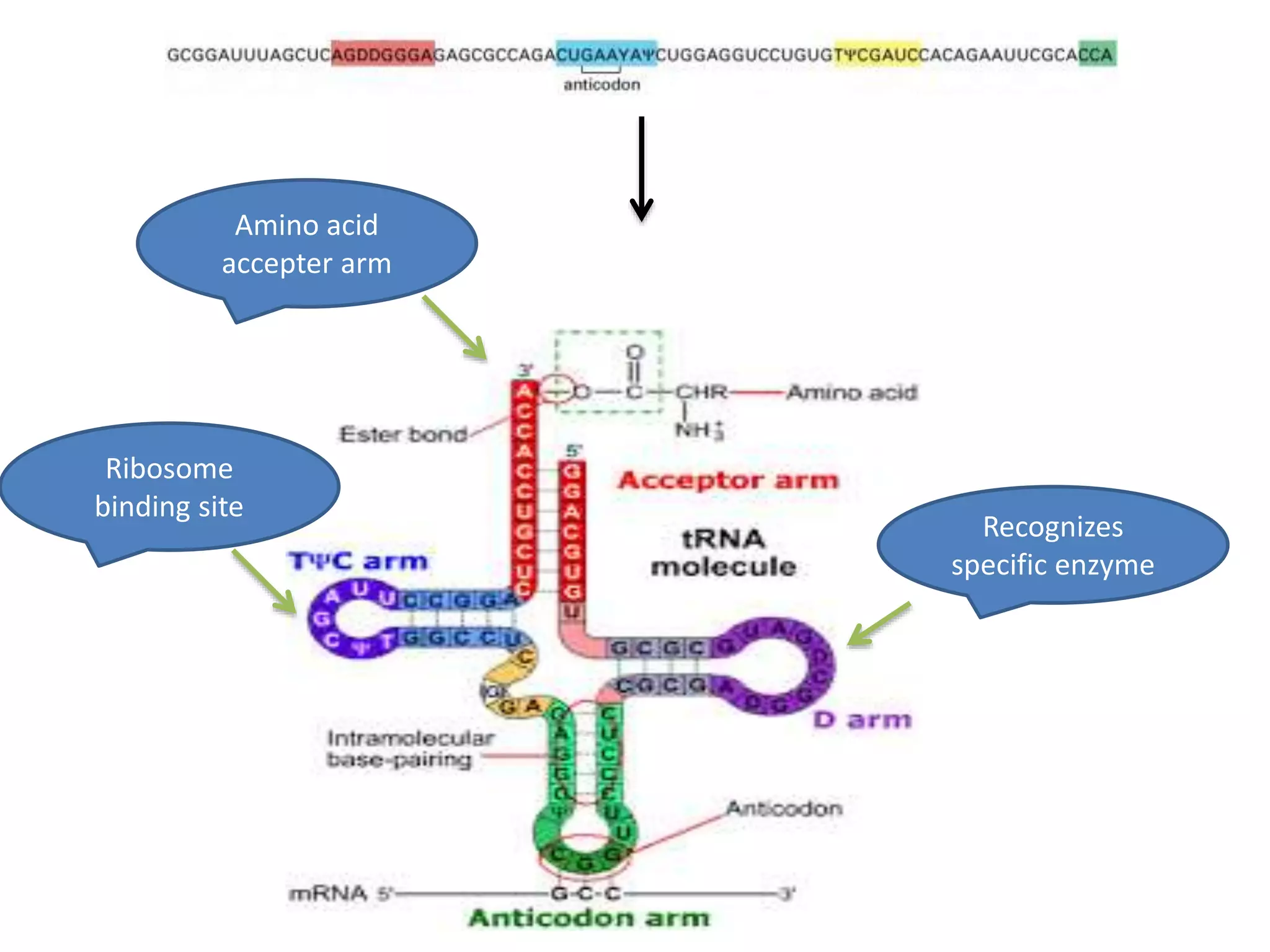 Trna Structure And Function Pptx Programming Languages Computing