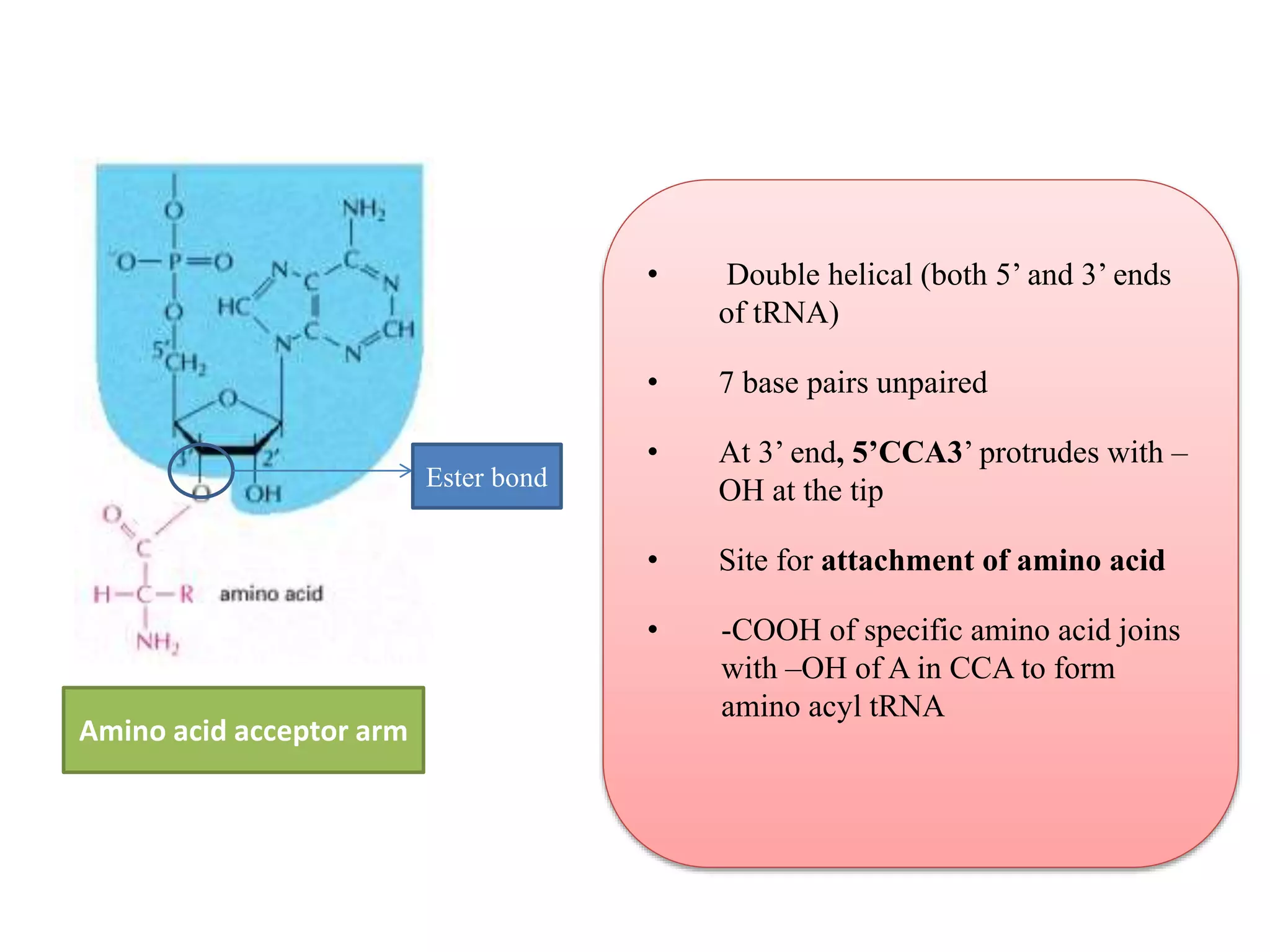 Trna Structure And Function Pptx Programming Languages Computing