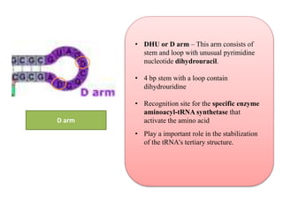 tRNA structure and function | PPTX