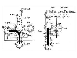 tRNA structure and function | PPTX