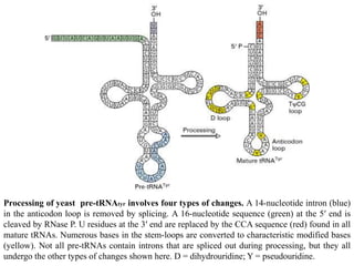 tRNA structure and function | PPTX